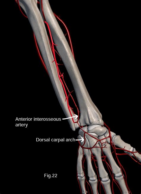 Posterior Interosseous Artery