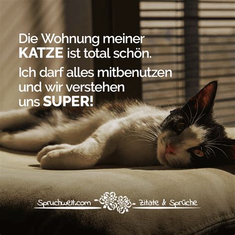 Wohnung meiner Katze ist total schön Ich darf alles mitbenutzen
