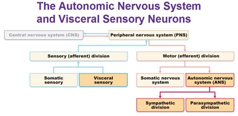 The Autonomic Nervous System Set Diagram Quizlet