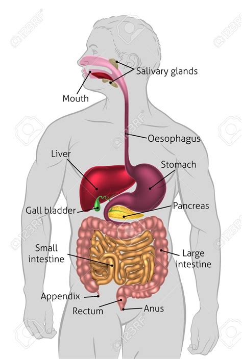 A Labeled Diagram Of The Human Digestive System Digestive Sy
