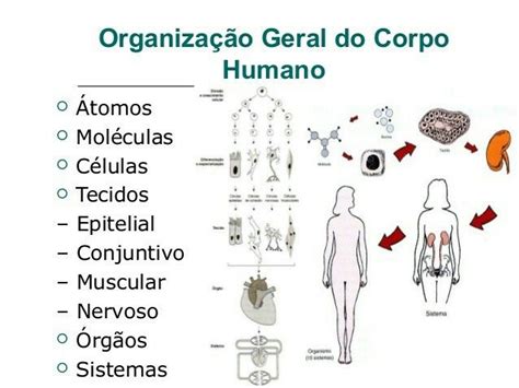 Níveis de Organização do Corpo Humano Mapa Mental Biológicas