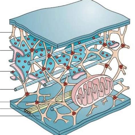 Citoesqueleto La Importancia De Los Bioelementos P Dcast Listen Notes