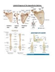 Labeled Diagrams Of The Appendicular Skeleton Docx Labeled Diagrams