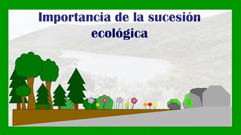 La Importancia De La Sucesi N Ecol Gica Youtube