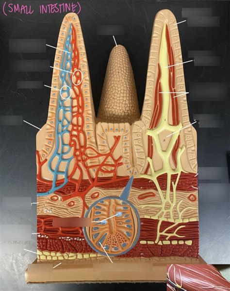 Small Intestine Villi Model Diagram Quizlet