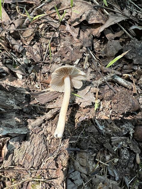 Common Gilled Mushrooms And Allies From Albert Johnson Rd Nashville
