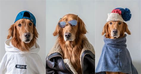 Are There Different Kinds Of Golden Retrievers