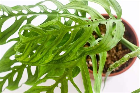 Monstera Esqueleto From The Naked Collection Pine Sg