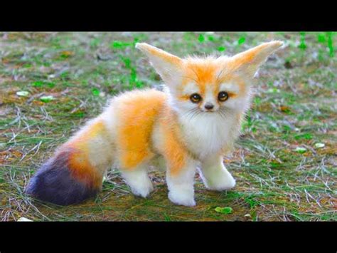 Animales exoticos que puedes tener en casa Incluye VÍDEO