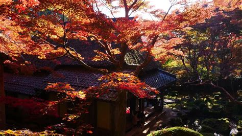 4k Kyorinbo Temple Shiga Momiji 25Nov2022 YouTube