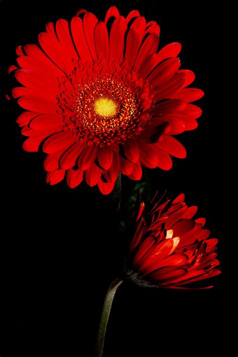 Fleurs Gerbera Botanique Photo Gratuite Sur Pixabay Pixabay