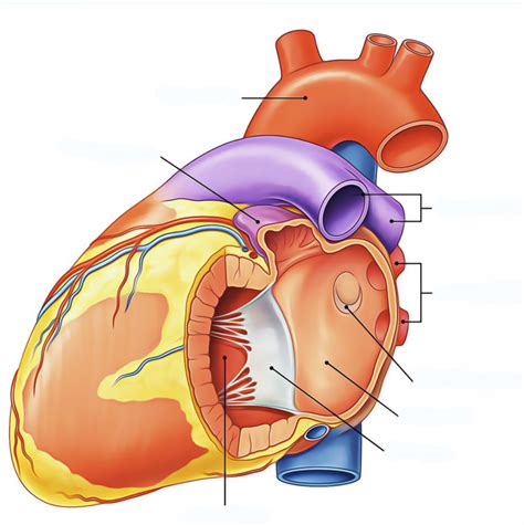 Anatomy Of Heart Chambers Left Atrium Diagram Quizlet