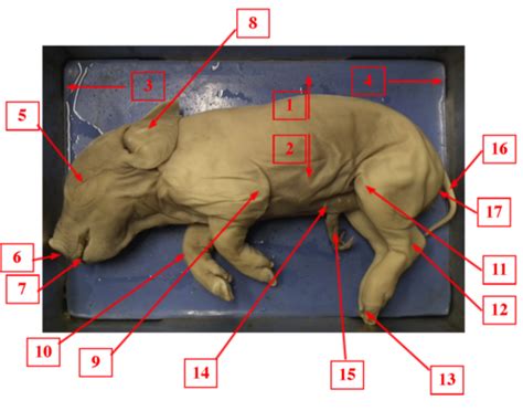 Fetal Pig External Anatomy Flashcards Quizlet
