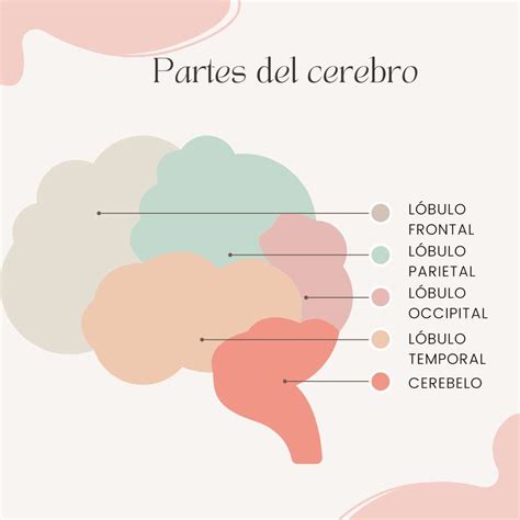 Partes Del Cerebro Rompecabezas En L Nea