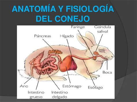 Anatomía y Fisiología de un Conejo Veamos sus características
