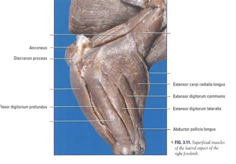 Superficial Muscles Of Thee Lateral Aspect Of The Right Forelimb