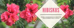Hibiskus pielęgnacja i uprawa w domu Tomaszewski