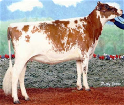 Ayrshire The Cattle Site