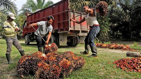Melambung Persen Laba Bakrie Plantations Unsp Kuartal I