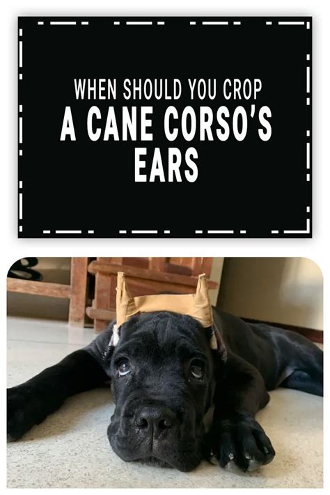 When To Crop A Cane Corso S Ears