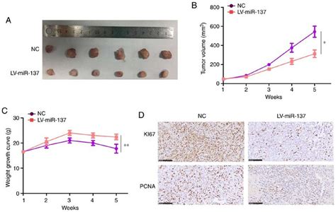 MiR 137 Inhibits Tumor Growth In Vivo A Representative Images Of