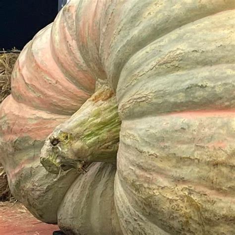 Impresionante la calabaza más pesada de Estados Unidos Videos