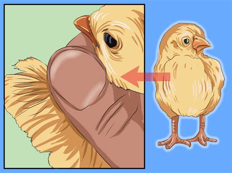 Bdsm Chicken