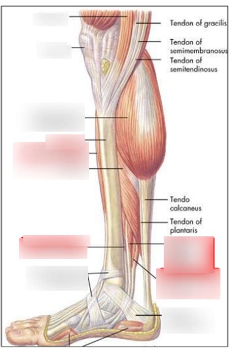 Medial Leg Muscles Diagram Quizlet
