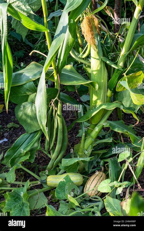 Three Sisters Crops Hi Res Stock Photography And Images Alamy