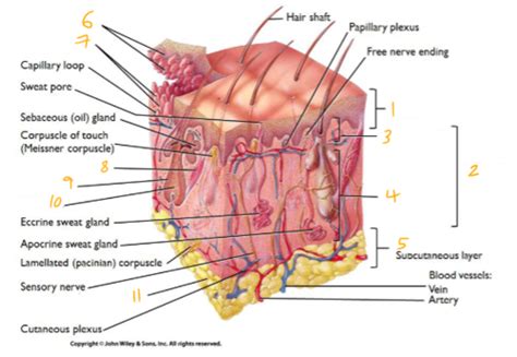 Integument Histology Flashcards Quizlet