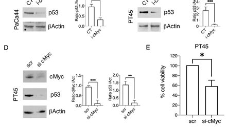 C Myc Inhibition Impairs Pancreatic Cell Survival In Correlation With