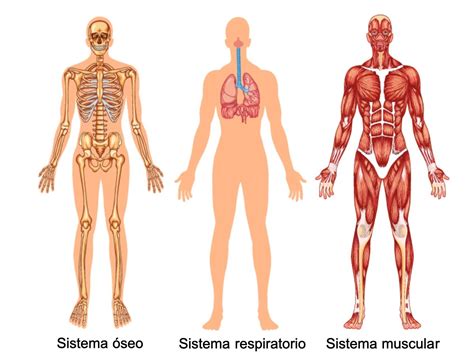 Cuerpo Humano Qué es Estructura y Sistemas Significados