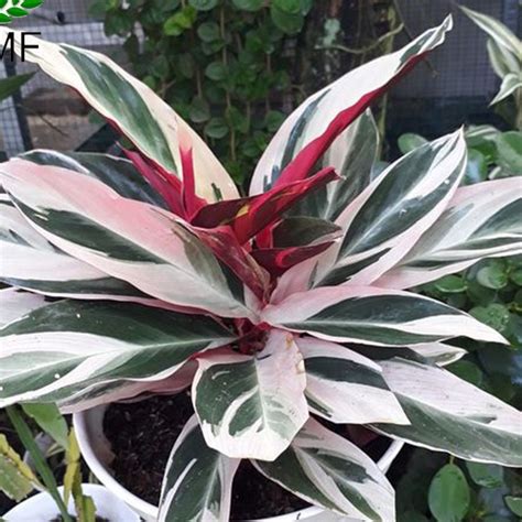 Jual Beli 2 Gratis 1 Tanaman Hias Bunga Calathea Multicolor Chalatea