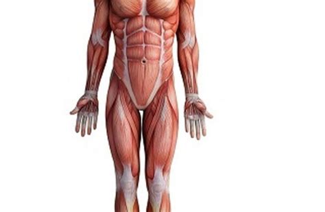 Anatomical Position Definition Of Anatomical Position