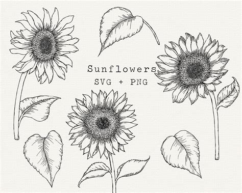 Sunflower SVG Sunflowers Vector Clipart Sunflower Outline Etsy UK