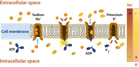 Sodium Potassium Pump Cell Biology