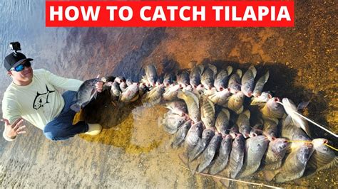 HOW TO FISH FOR LARGE TILAPIA ALL YOU NEED TO KNOW ABOUT TILAPIA