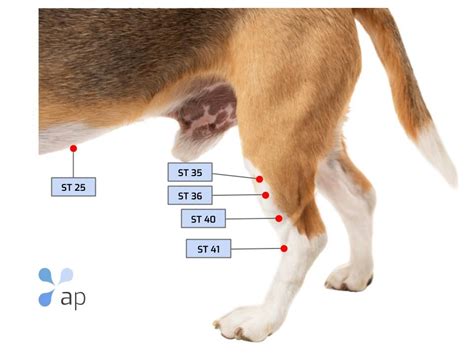 Akupunkturtafeln für Hunde Lerne Meridiane des Hunde kennen