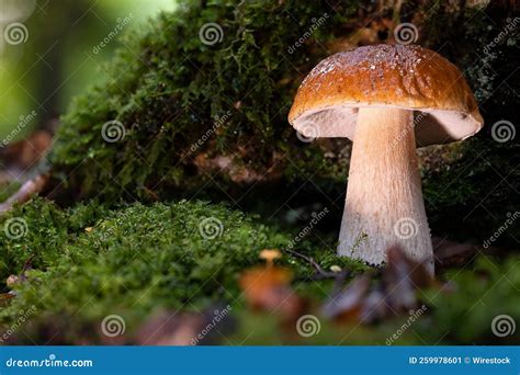 Perfect Porcini Mushroom Boletus Edulis In Front Of A Beech Tree