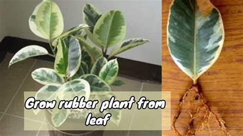 How To Grow Rubber Plant From Leaf Cutting Super Easy Way To