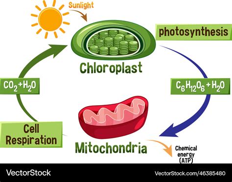 Respiration And Photosynthesis Chart