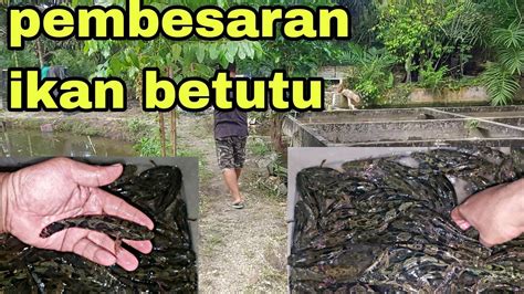 Bibit Ikan Betutu Ikan Gabus Bodoh Proses Pembesaran YouTube