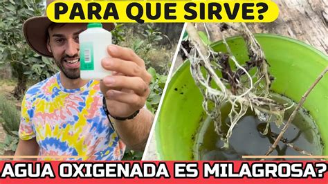No Uses Agua Oxigenada En Tus Plantas Sin Saber Esto Usos Huerta Y