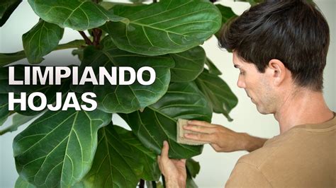 Cómo limpiar las hojas a tus plantas de interior Moiplants