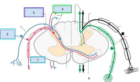 Anterolateral System Spinothalamic Tract Stt Flashcards Quizlet