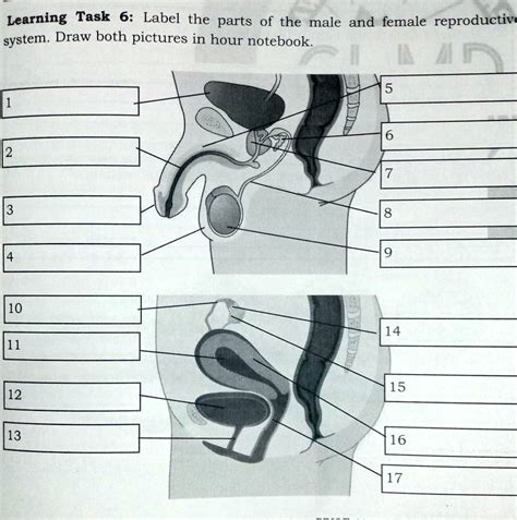 Learning Task 6 Label The Parts Of The Male And Female Reproductive