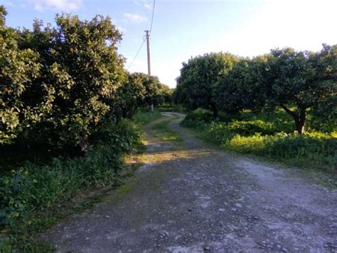 Terreno Agricolo Traversa Cozzo Pantano Siracusa Rif 93156572