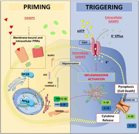 Interleukin 1 And The NLRP3 Inflammasome In COVID 19 Pathogenetic And