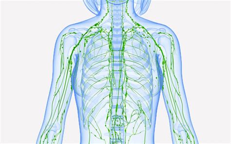 Lymph System Des Menschen Anatomie Lymphsystem DaftSex HD