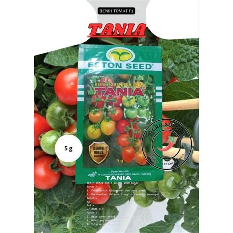 Jual Biji Tomat Bibit Tomat Benih Tomat Hibrida F 1 TANIA Kemasan
